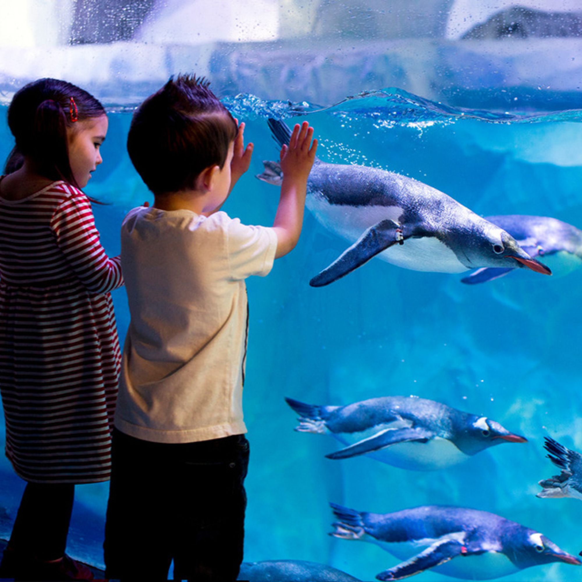 SEA LIFE London Aquarium