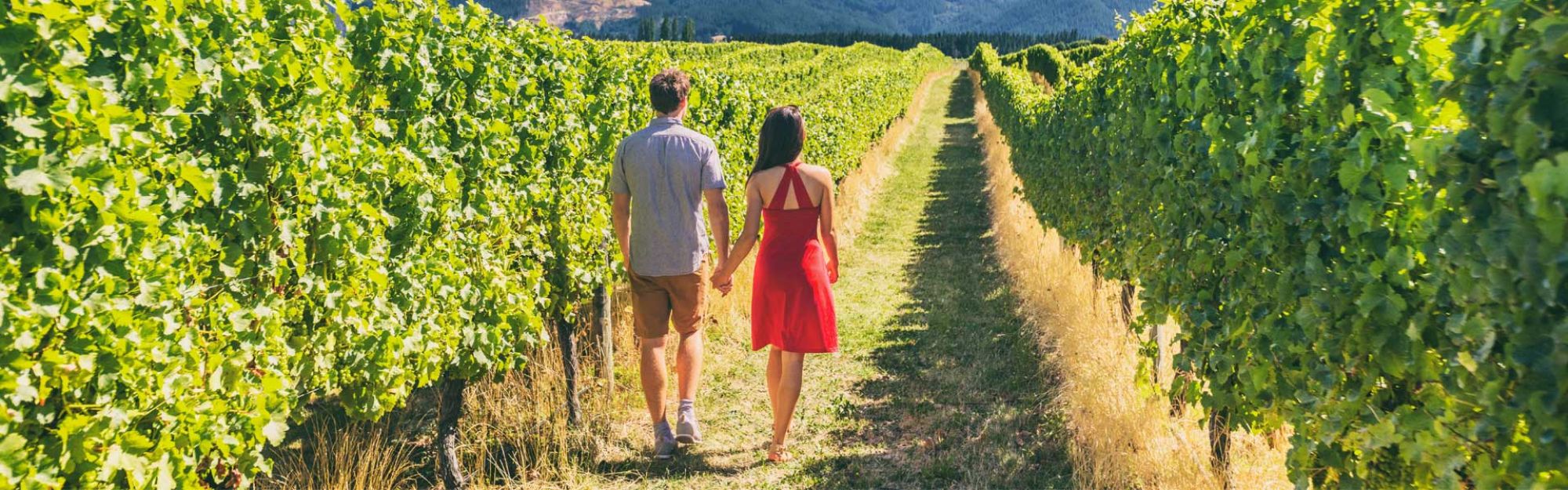 Wine Country Tours | San Francisco | Big Bus Tours