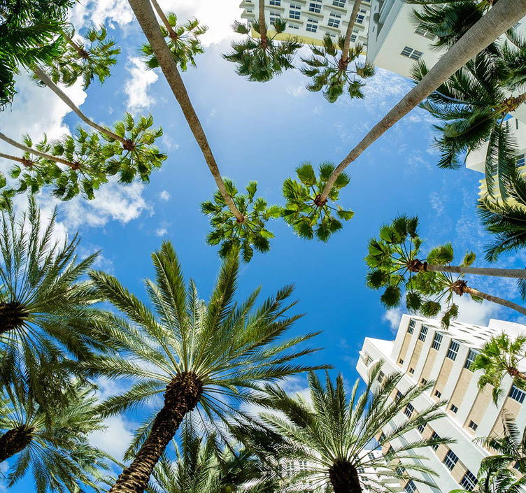 11 Cosas Que Hacer en Miami | Qué Ver Miami | Big Bus Tours